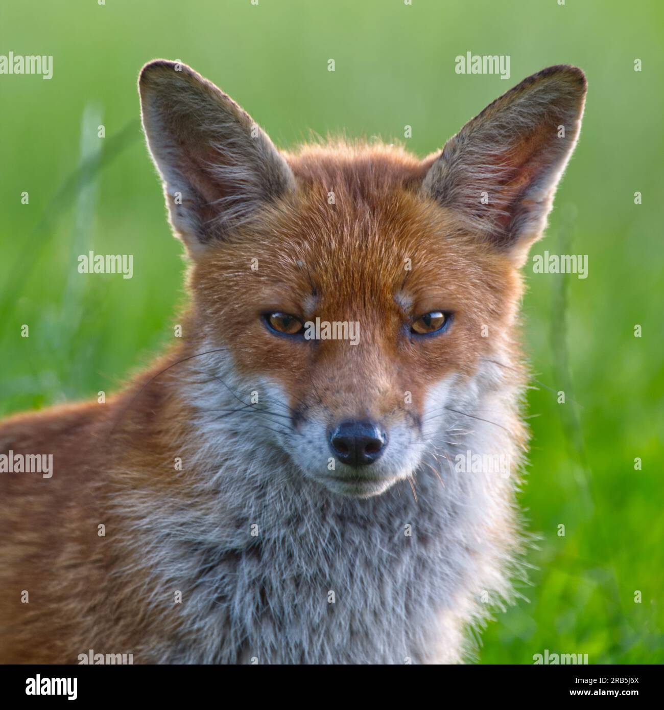 Detailed shots of red foxes hi-res stock photography and images - Alamy