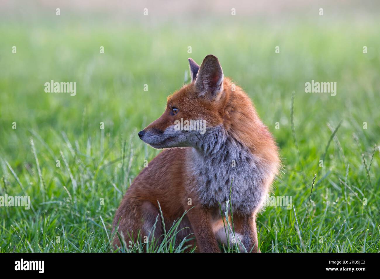Detailed shots of red foxes hi-res stock photography and images - Alamy