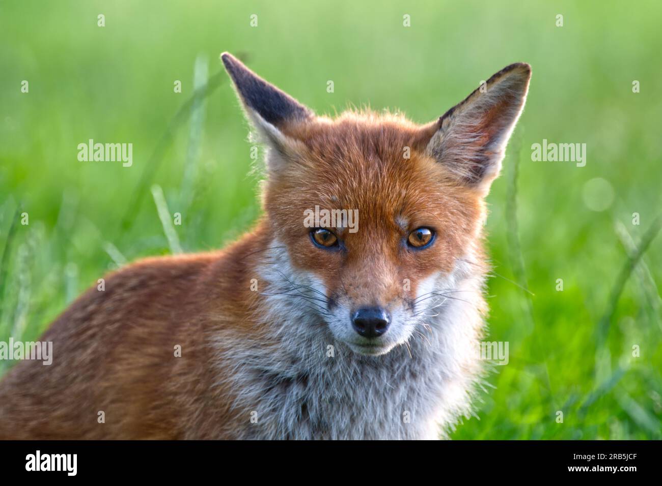 Detailed shots of red foxes hi-res stock photography and images - Alamy