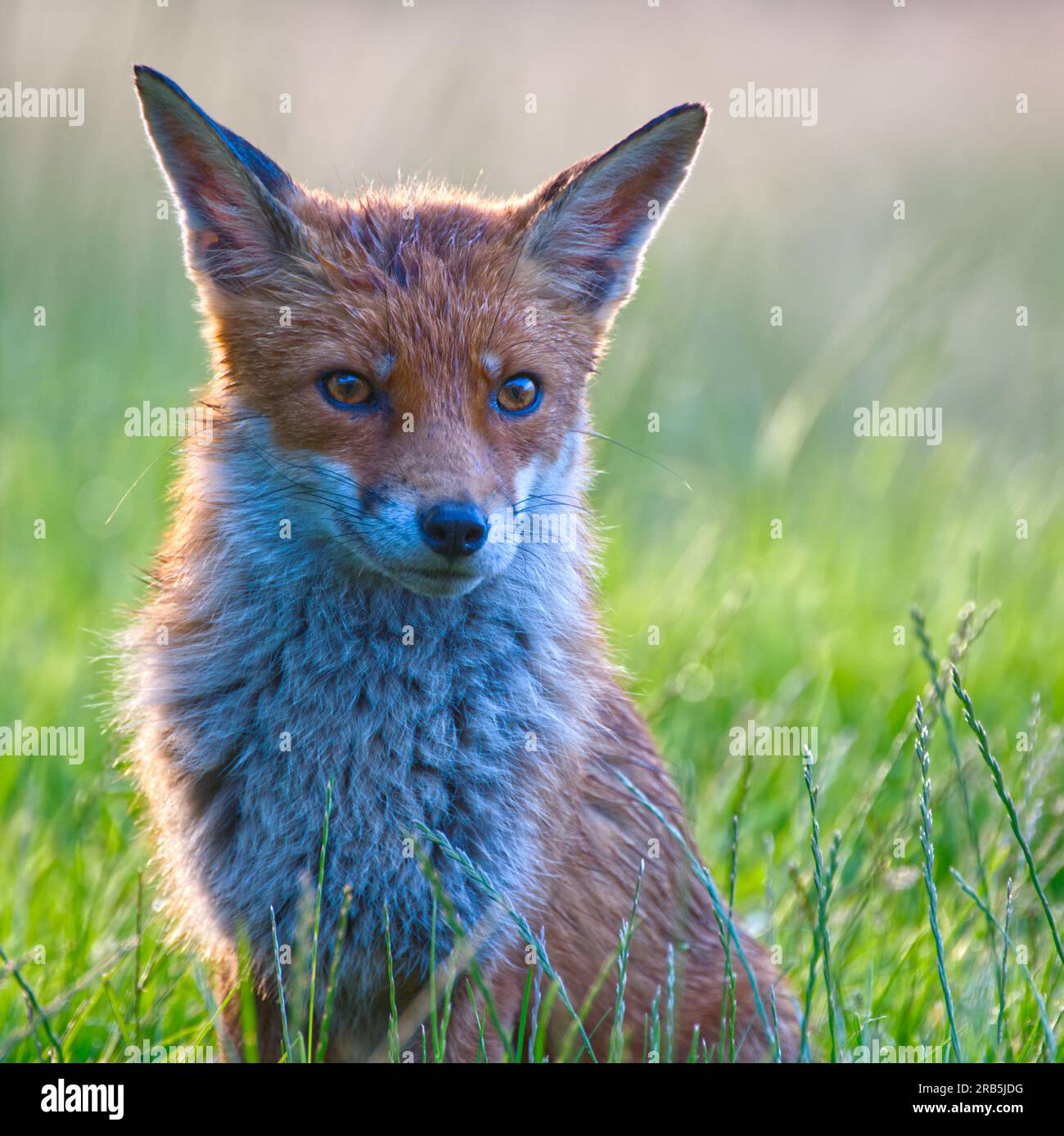 Close shots of red fox hi-res stock photography and images - Alamy