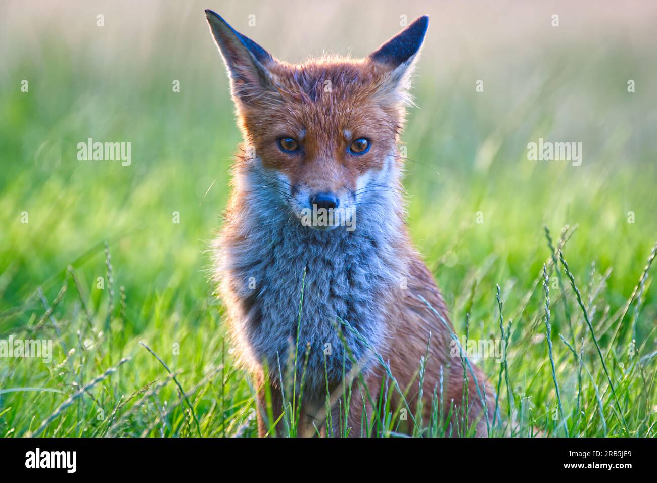 Detailed shots of red foxes hi-res stock photography and images - Alamy