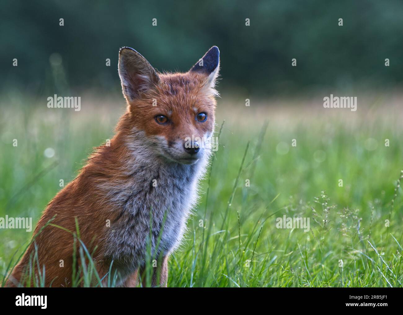 Detailed shots of red foxes hi-res stock photography and images - Alamy
