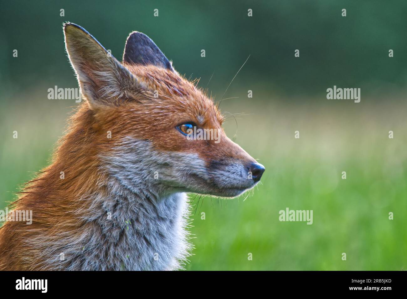 Detailed shots of red foxes hi-res stock photography and images - Alamy