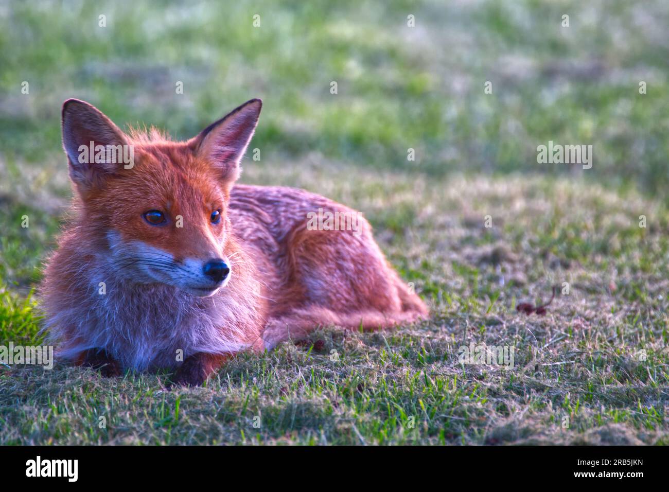 Close shots of red fox hi-res stock photography and images - Alamy