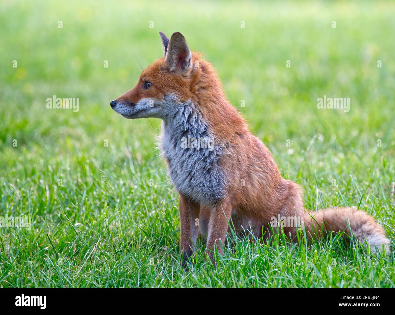Detailed shots of red foxes hi-res stock photography and images - Alamy