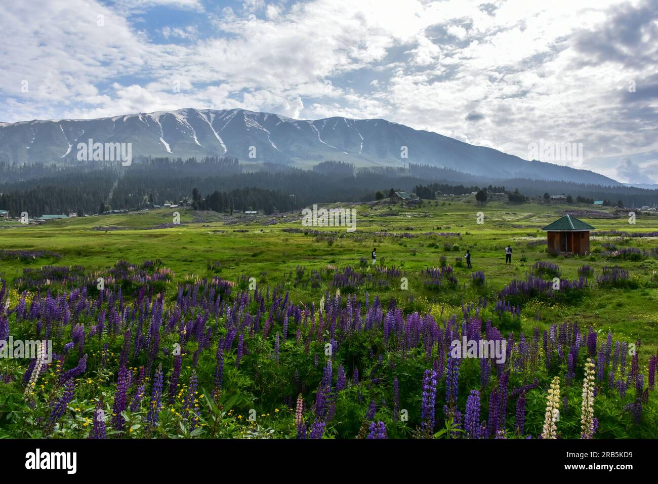 Kashmir gulmarg spring hi-res stock photography and images - Alamy