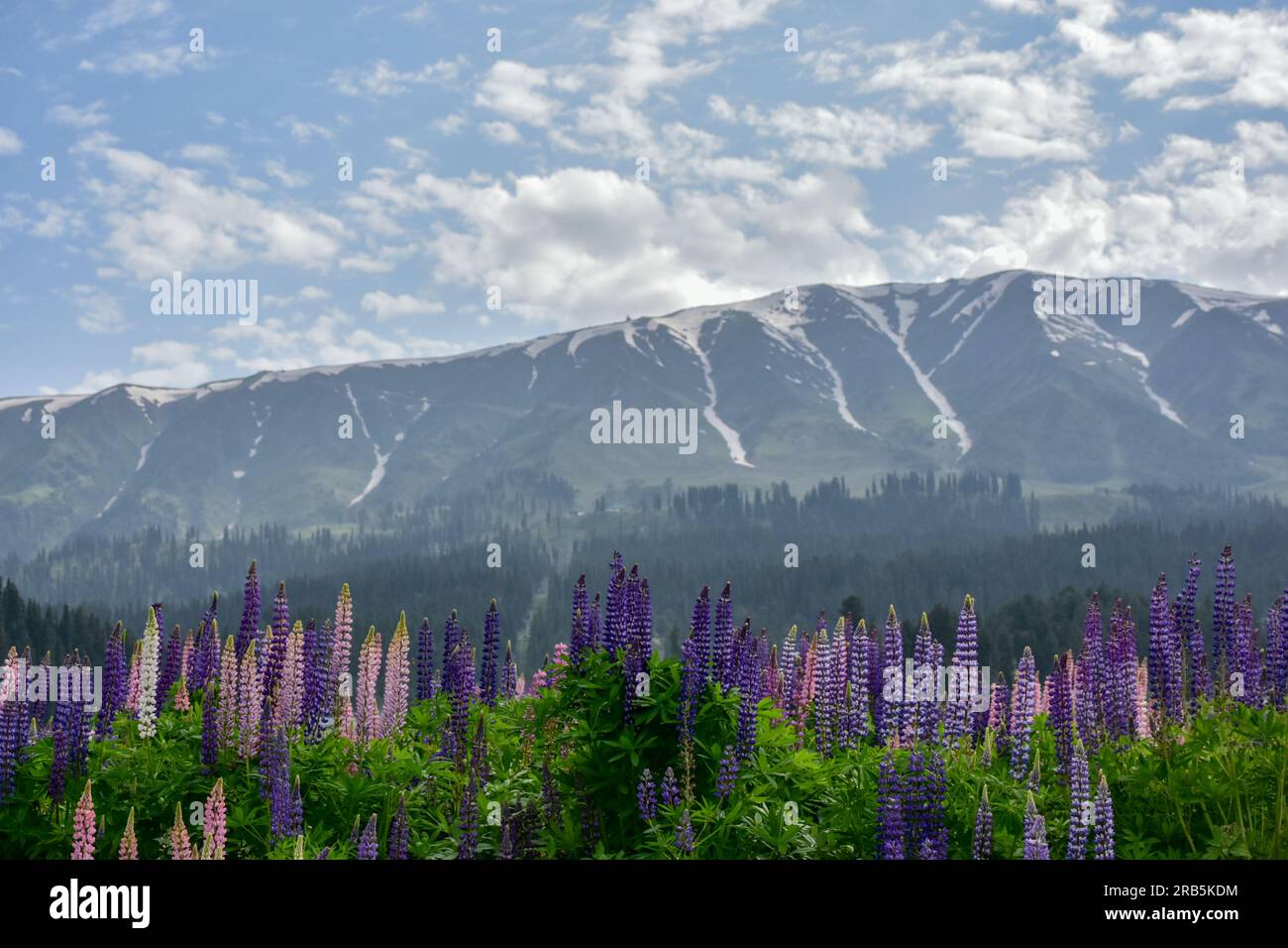 Kashmir gulmarg spring hi-res stock photography and images - Alamy
