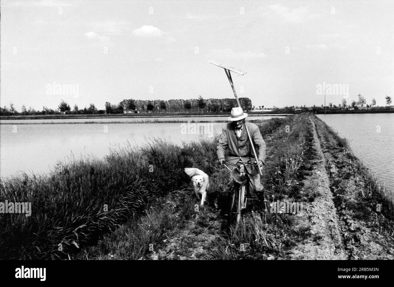 Ricefields Black and White Stock Photos & Images - Alamy