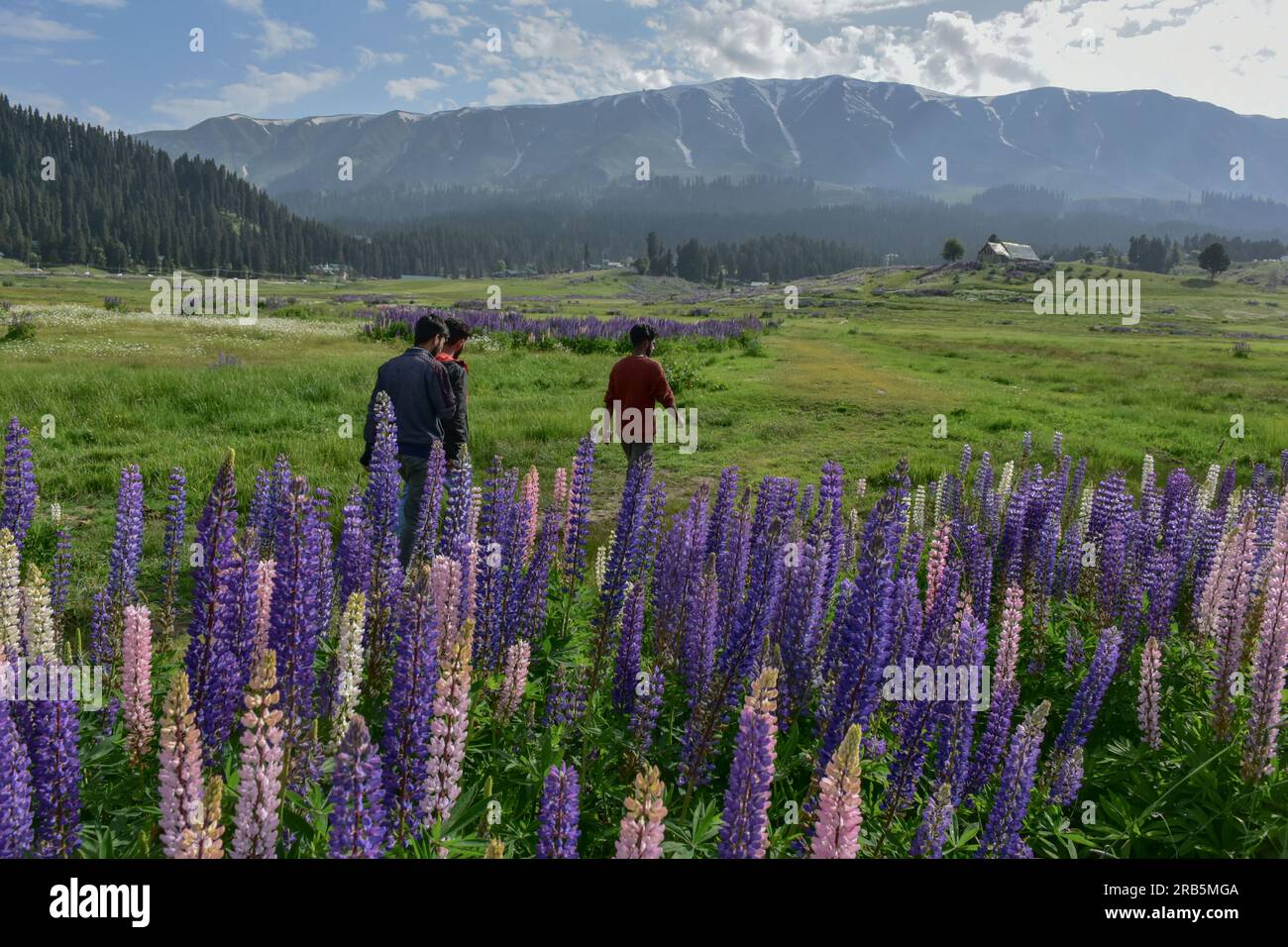 Gulmarg, India. 07th July, 2023. Visitors walk past the blooming lupine ...