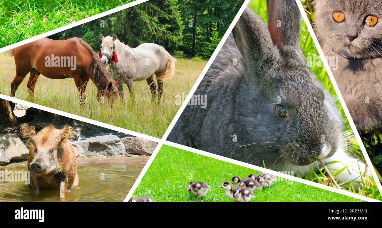 Mosaic photo collage of domestic animals Stock Photo - Alamy