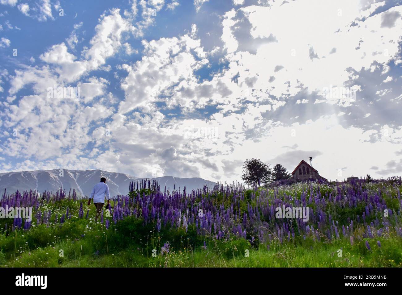 Gulmarg, India. 07th July, 2023. A visitor walks through the blooming ...