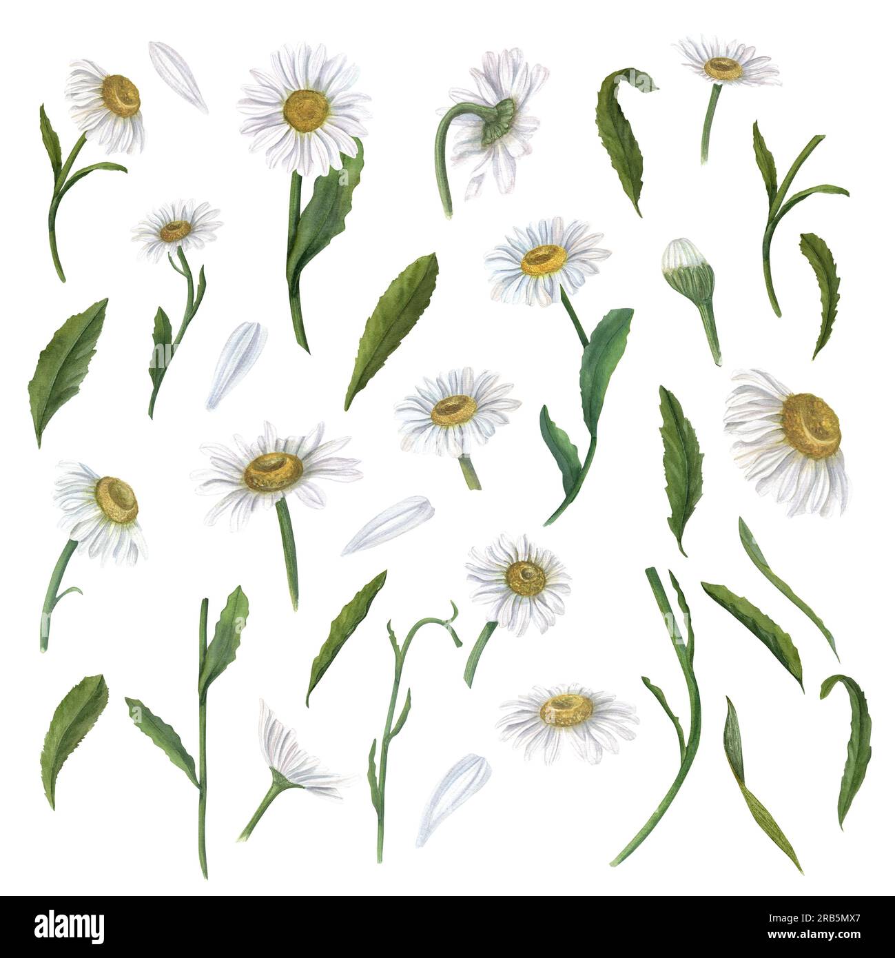 Daisy Clip Art