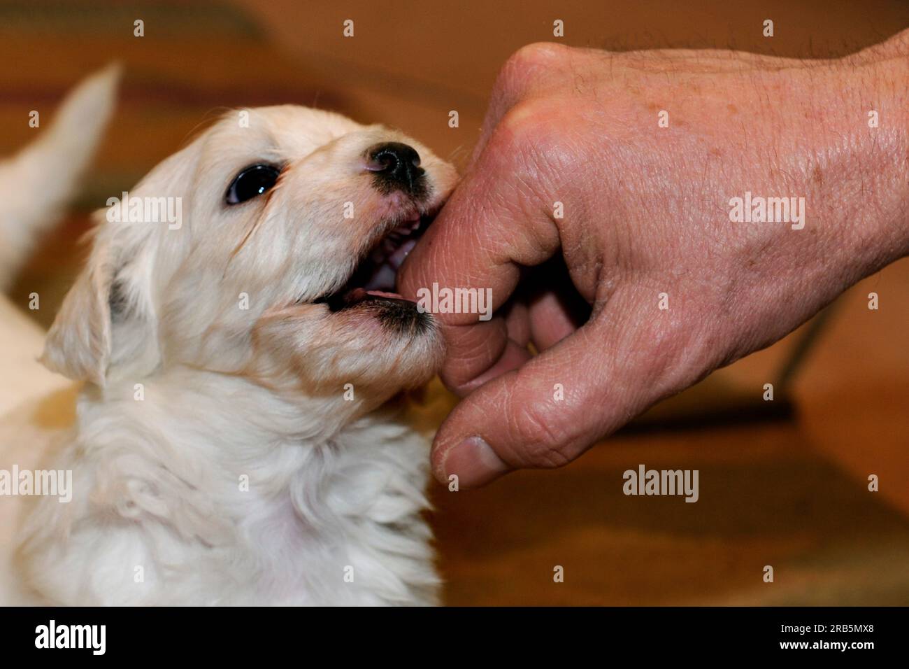 Puppy biting hand hi-res stock photography and images - Alamy