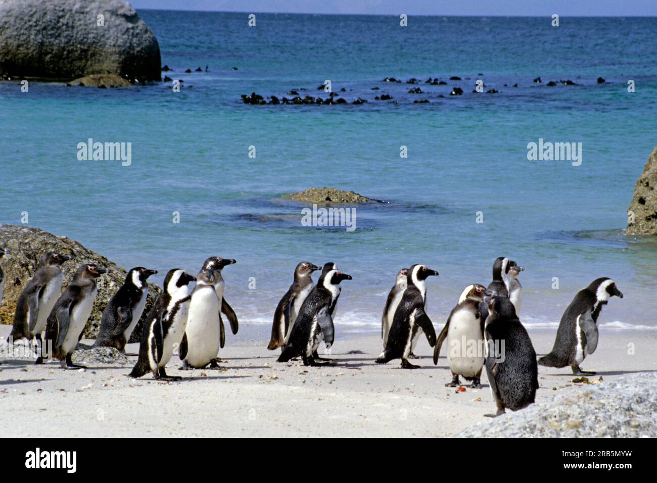Zoology animals birds penguins hi-res stock photography and images - Alamy