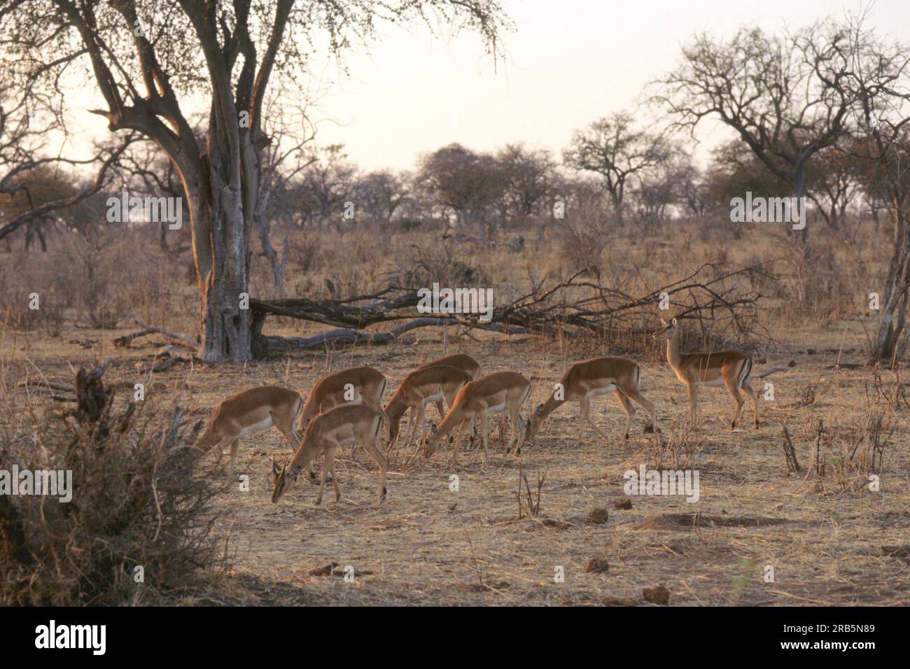 Impala. Botswana. Africa Stock Photo - Alamy