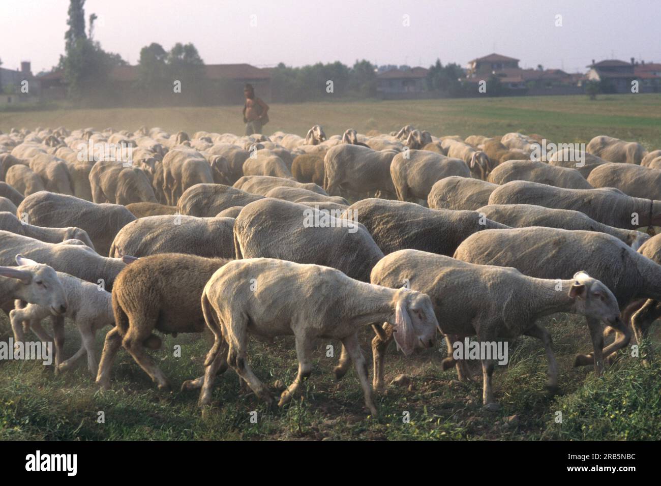 Rearing sheep hi-res stock photography and images - Alamy