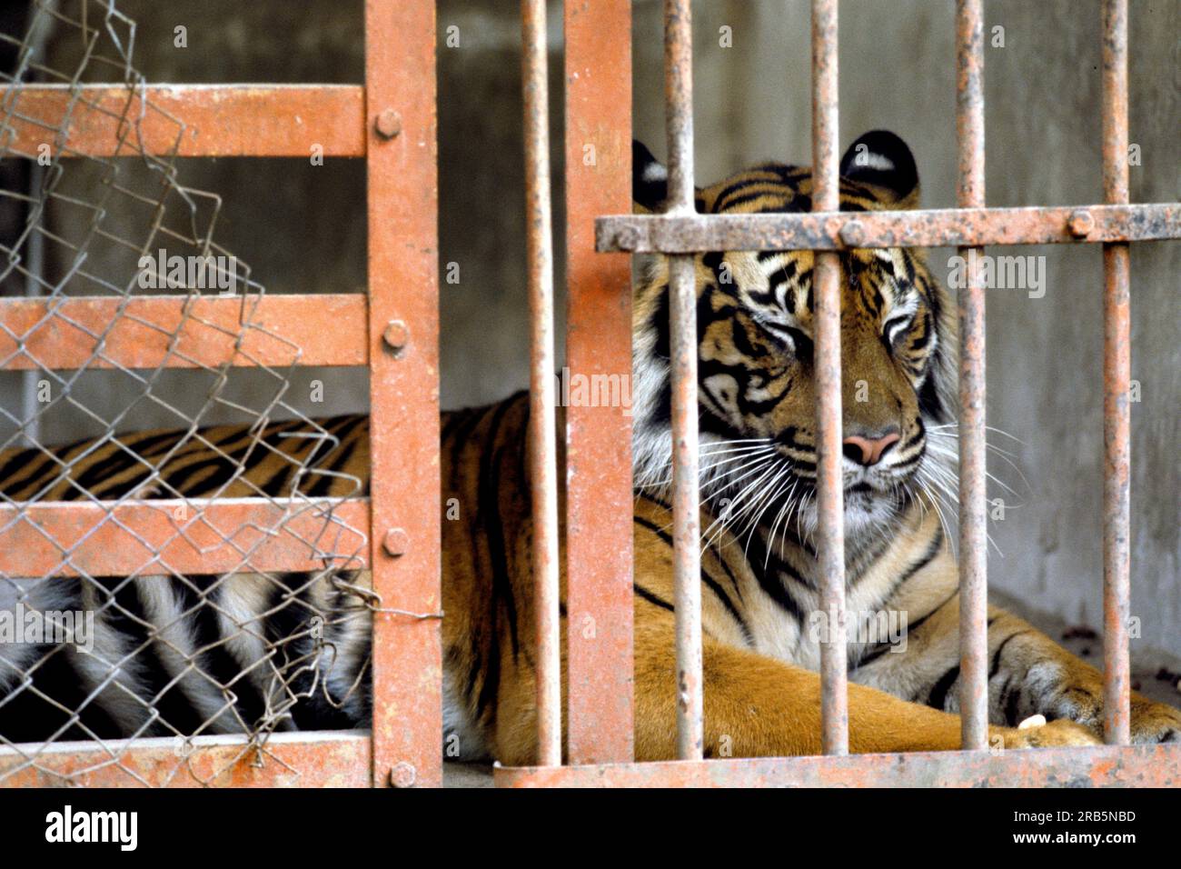Tiger cages hi-res stock photography and images - Alamy