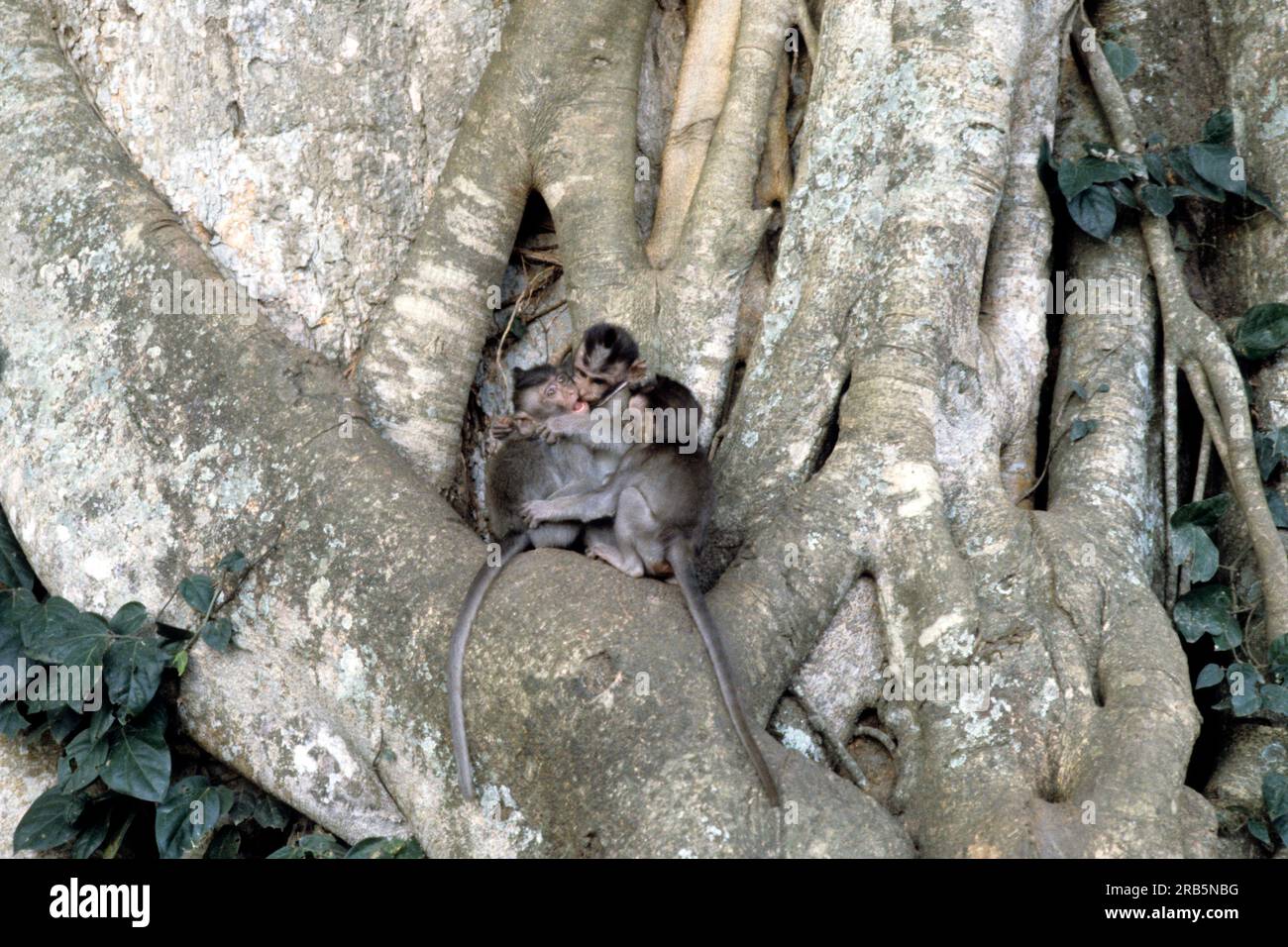 Mammals of asia hi-res stock photography and images - Alamy