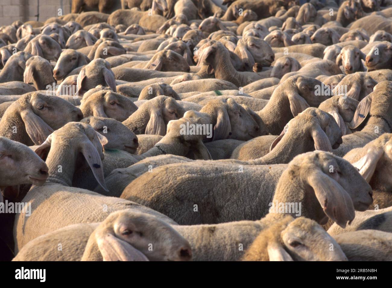 Rearing sheep hi-res stock photography and images - Alamy