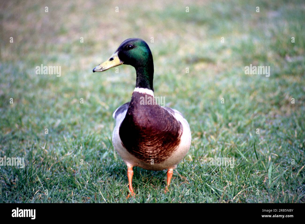 Wild animals fauna hi-res stock photography and images - Alamy
