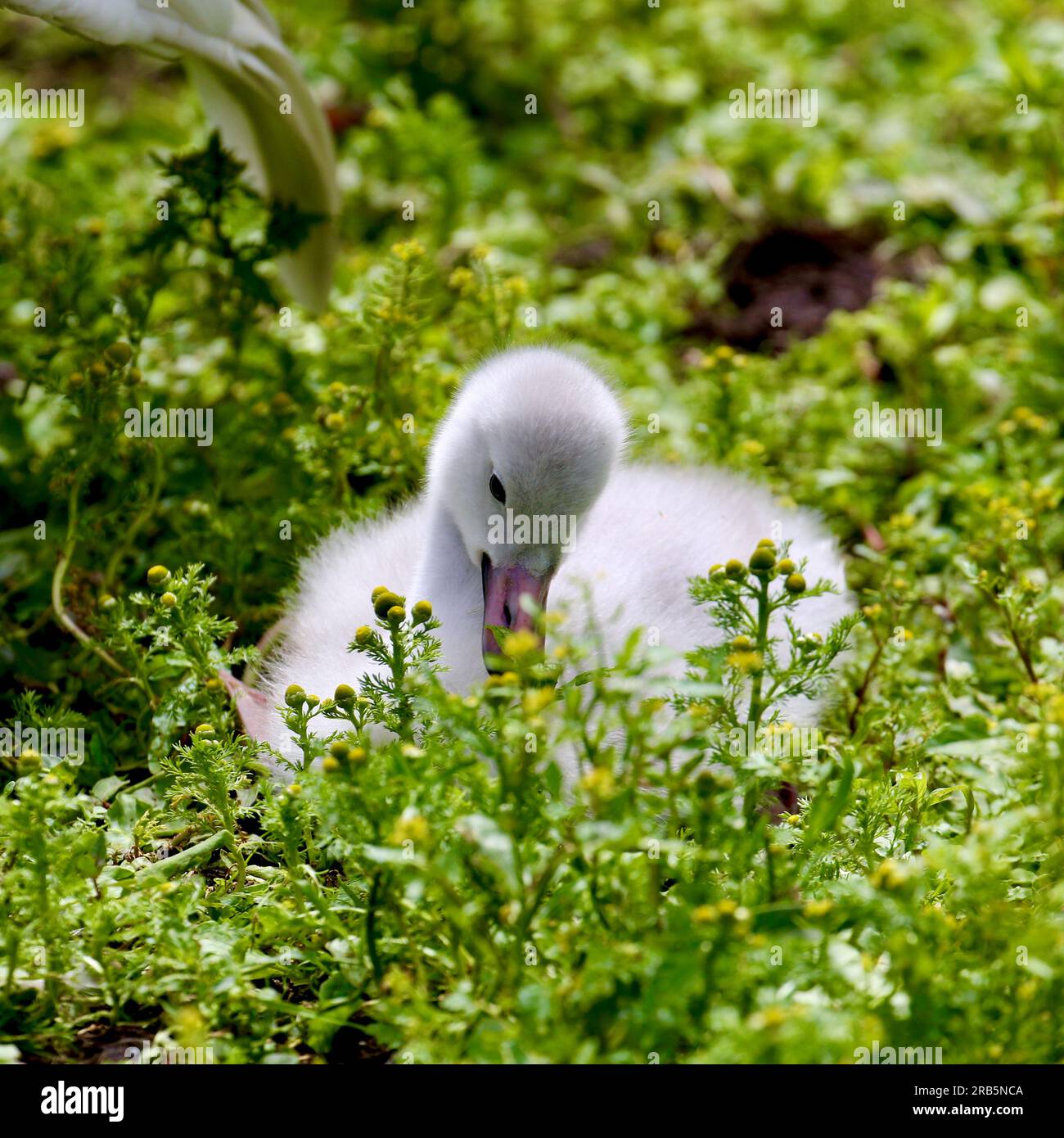 Baby swan hiding hi-res stock photography and images - Alamy