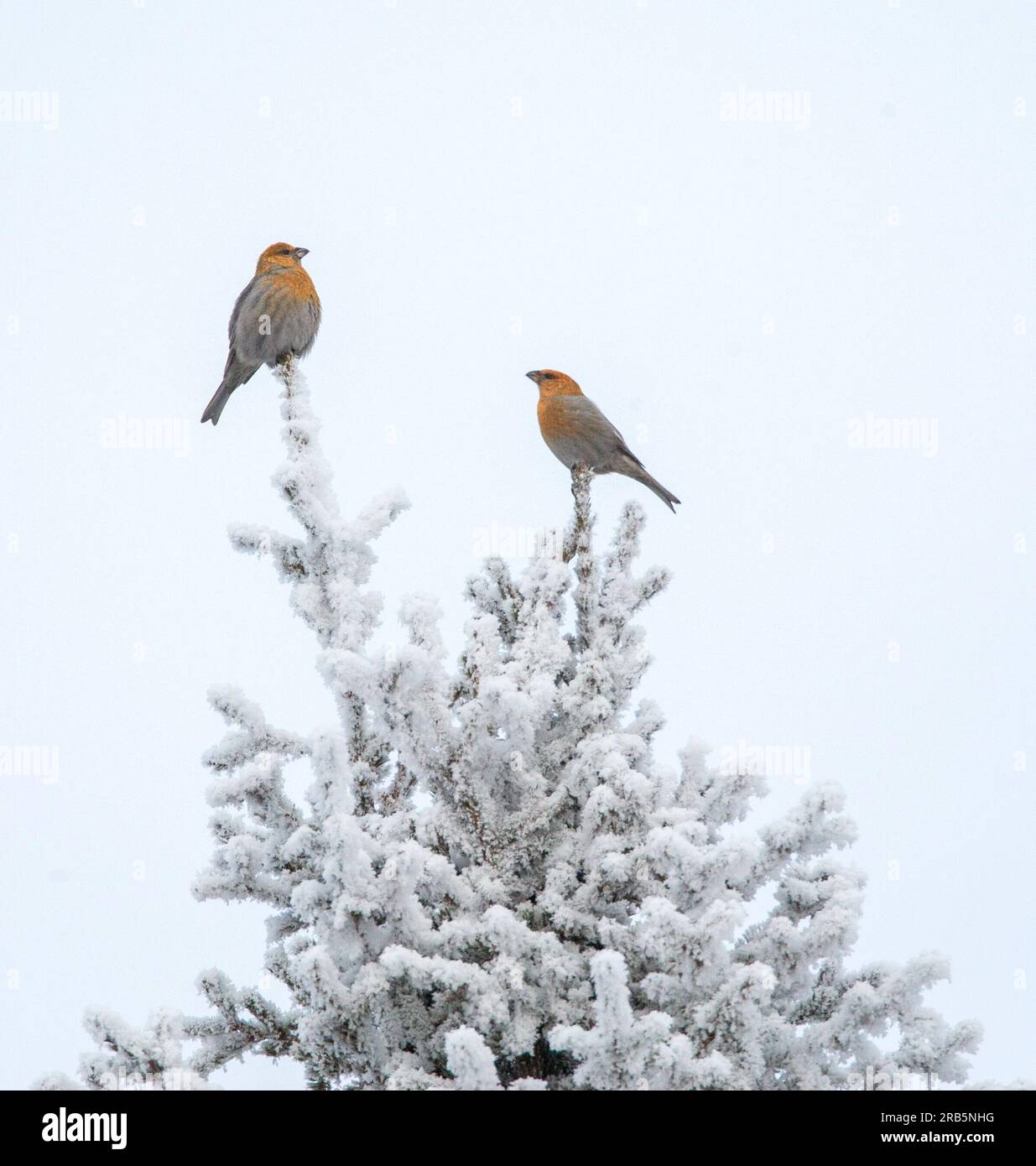 Pine Grosbeak (Pinicola enucleator) near Kuusamo in Finland. Two female ...