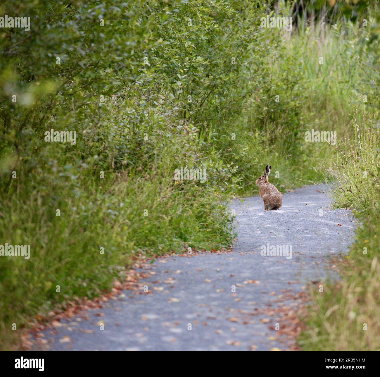 Hare furry hi-res stock photography and images - Alamy