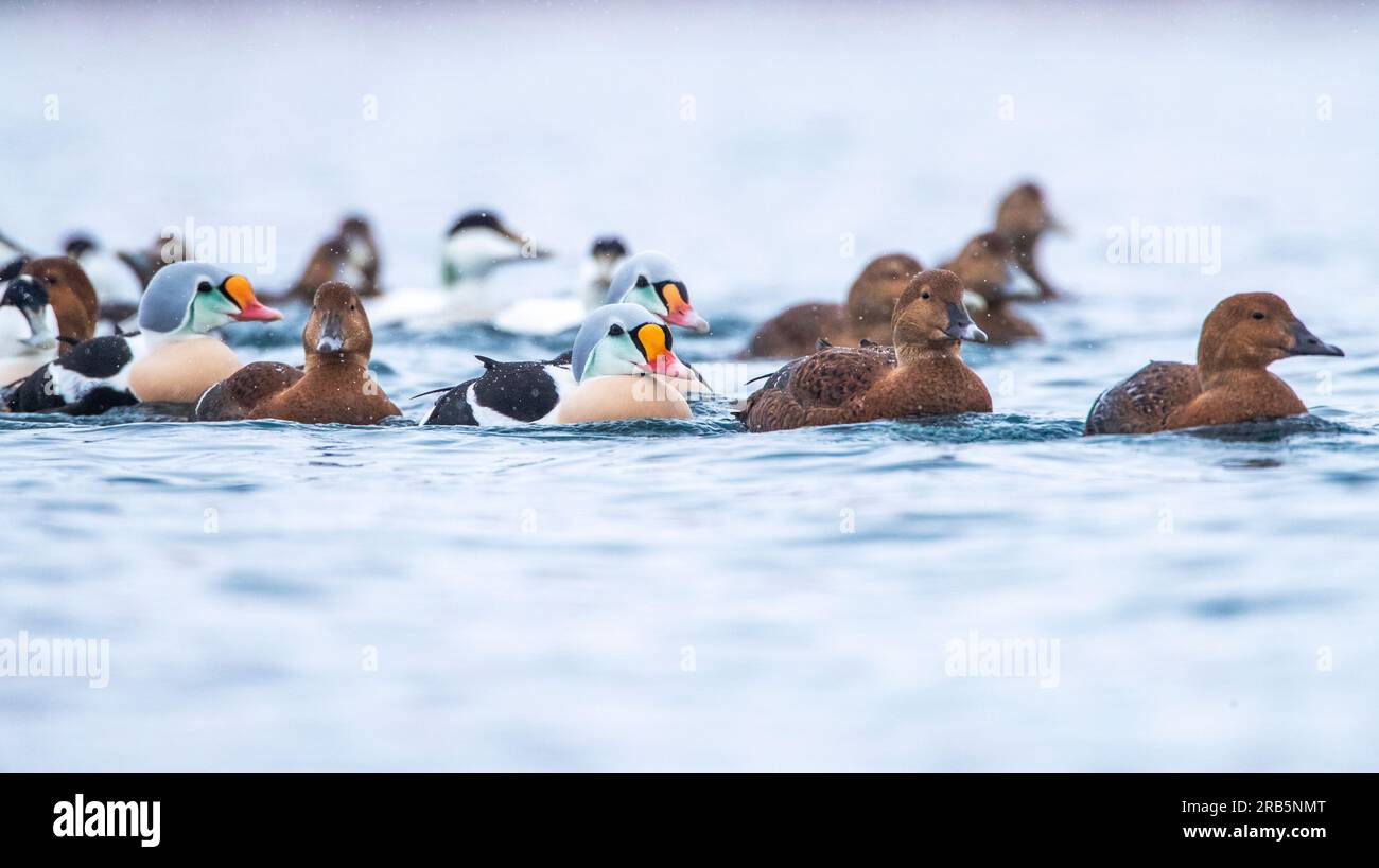 King Eider (Somateria spectabilis) swimming in the harbour of Vadso ...