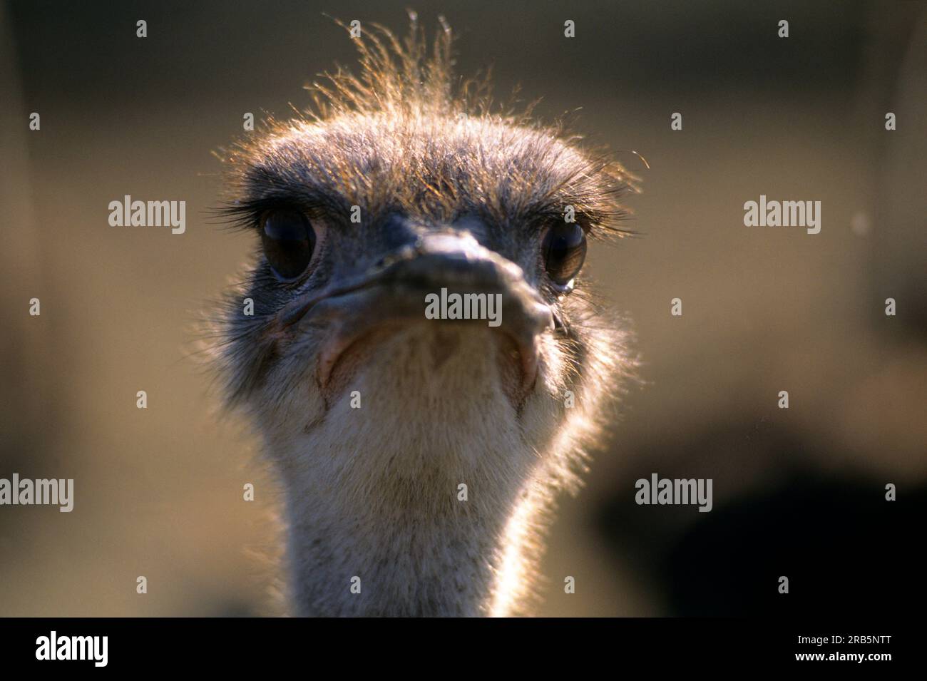 Animal snouts hi-res stock photography and images - Alamy