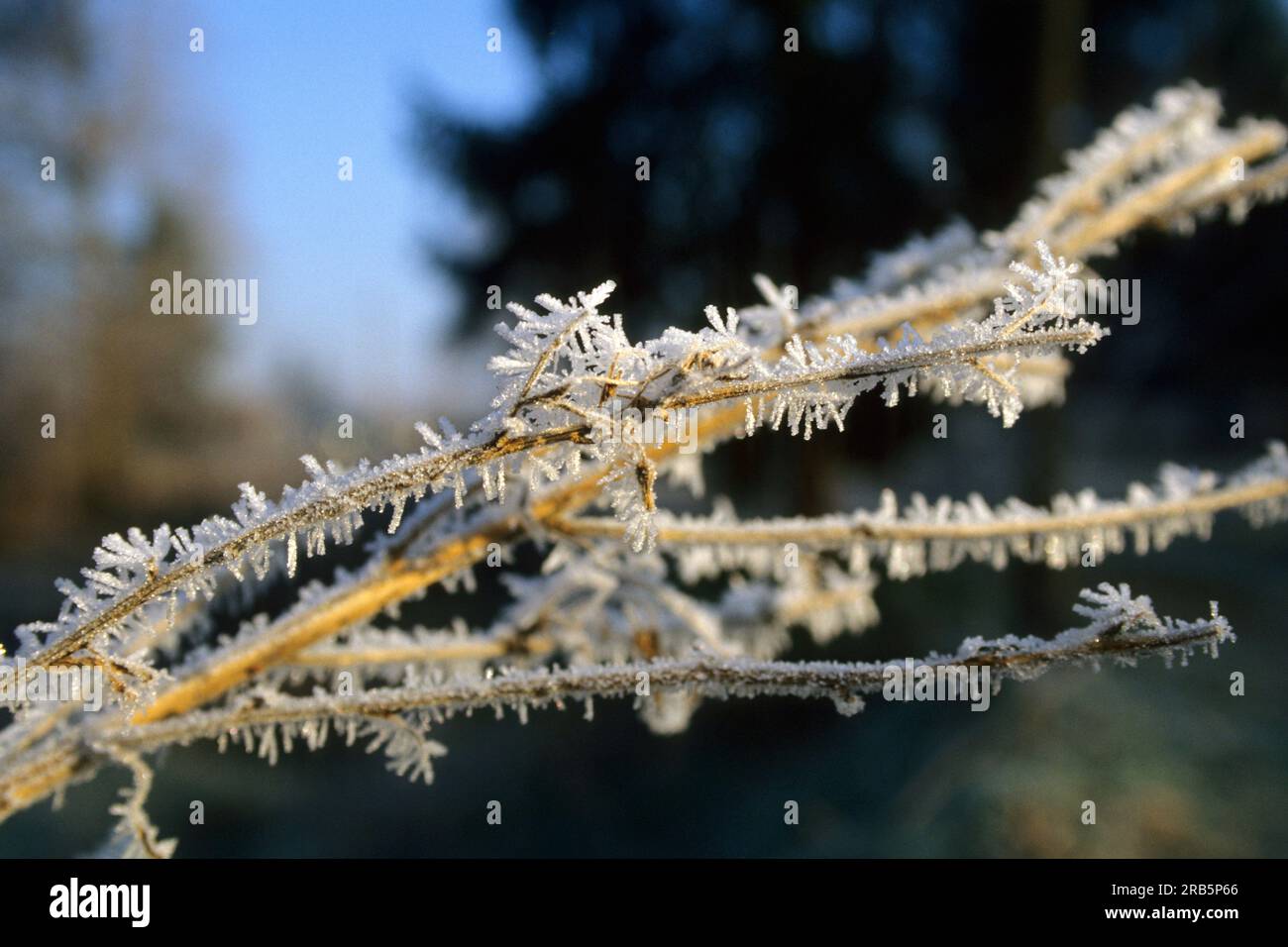 Frost close up hi-res stock photography and images - Alamy