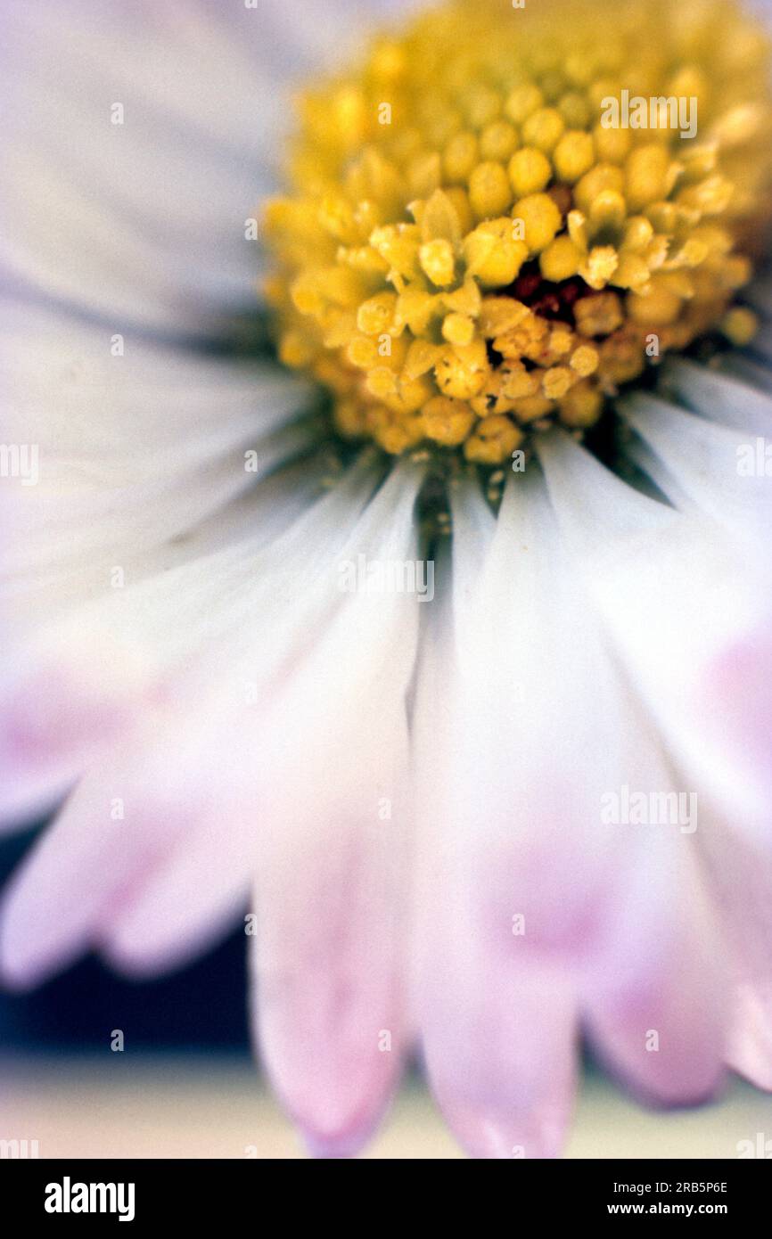 Daisy close up details hi-res stock photography and images - Alamy