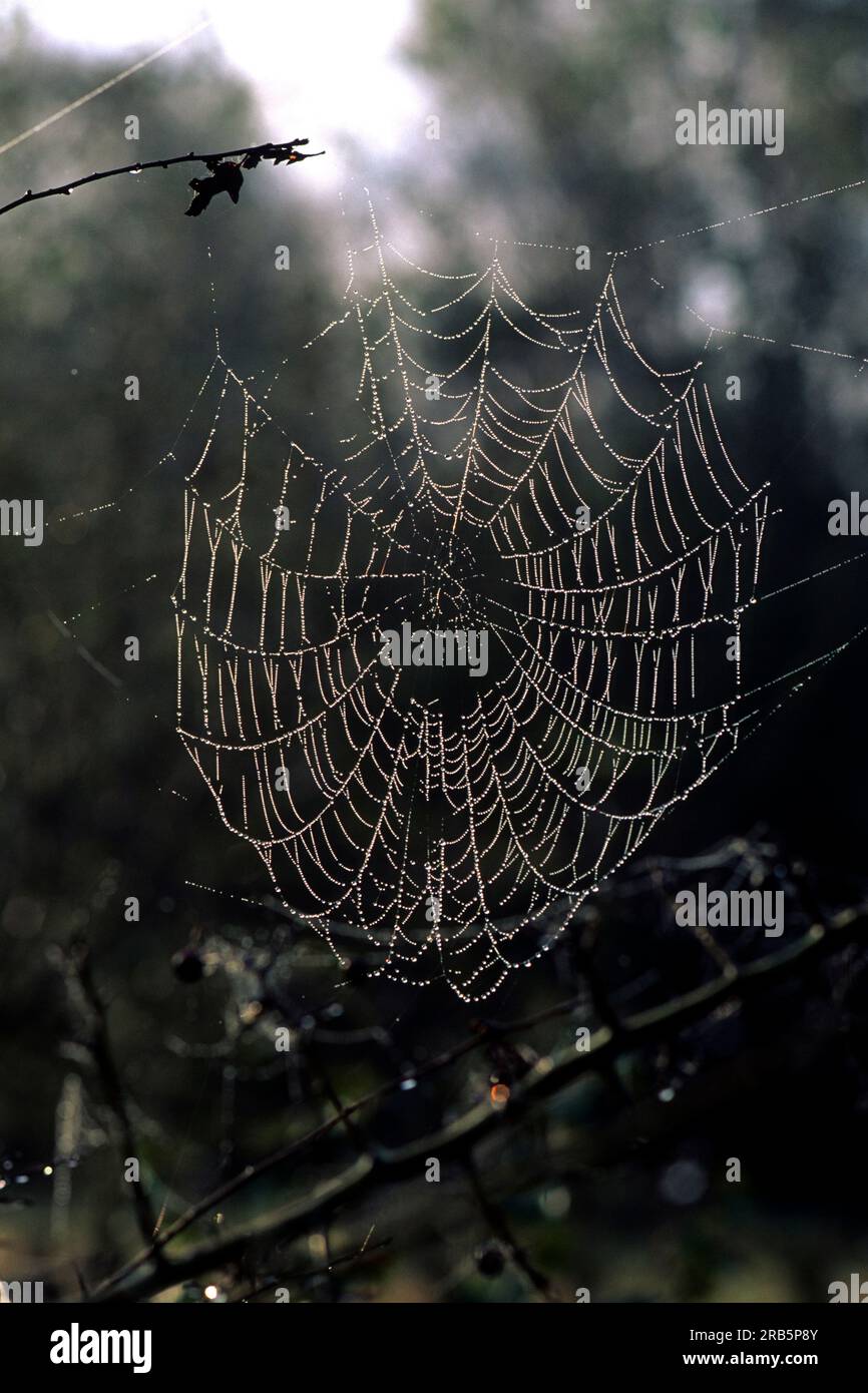 Cobweb cobwebs hi-res stock photography and images - Alamy