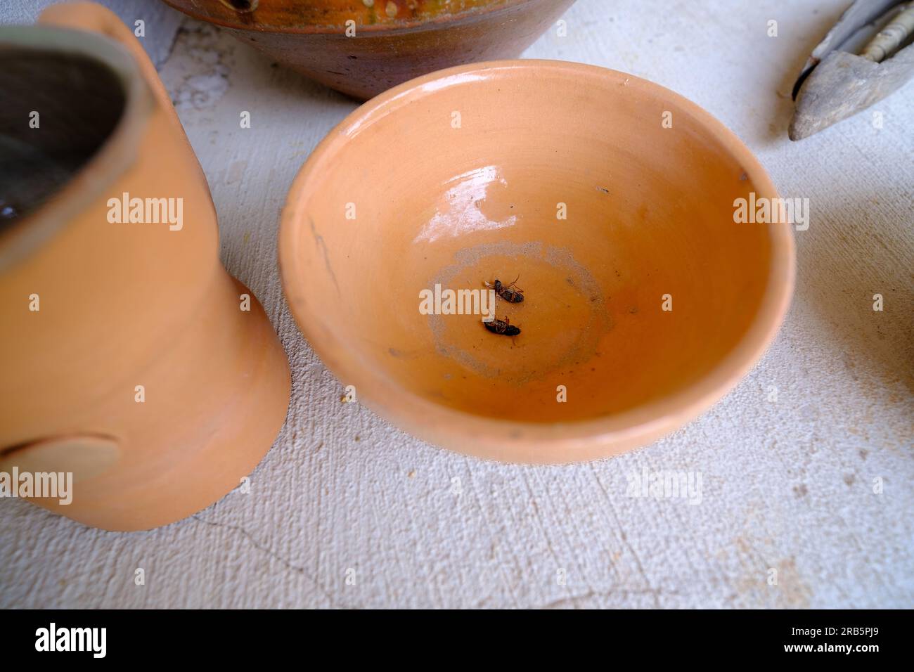 Insects in a container hi-res stock photography and images - Alamy