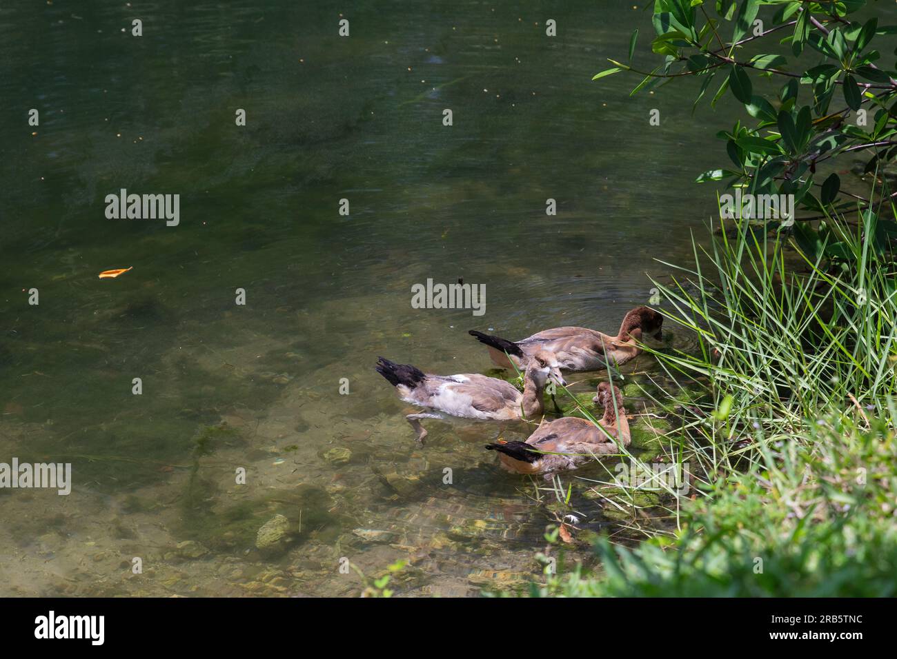 Three ducks swimming in Miami River Stock Photo - Alamy