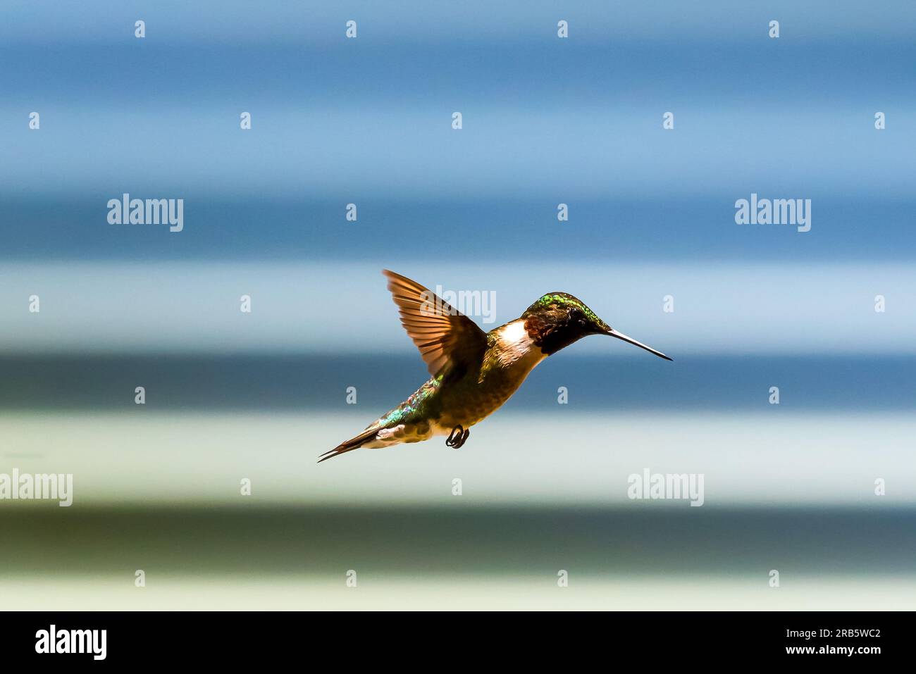 Ruby-Throated Hummingbird flying Stock Photo - Alamy