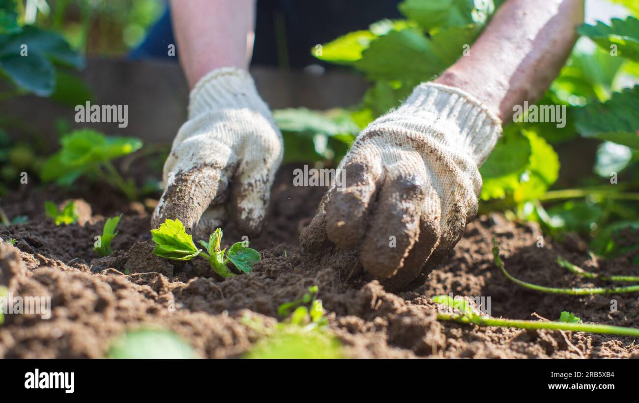 The farmer takes care of the plants in the vegetable garden on the farm ...