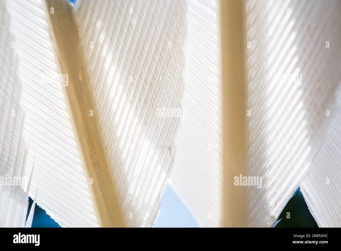 Shuttlecock for badminton close-up. Detailed texture and expressive ...