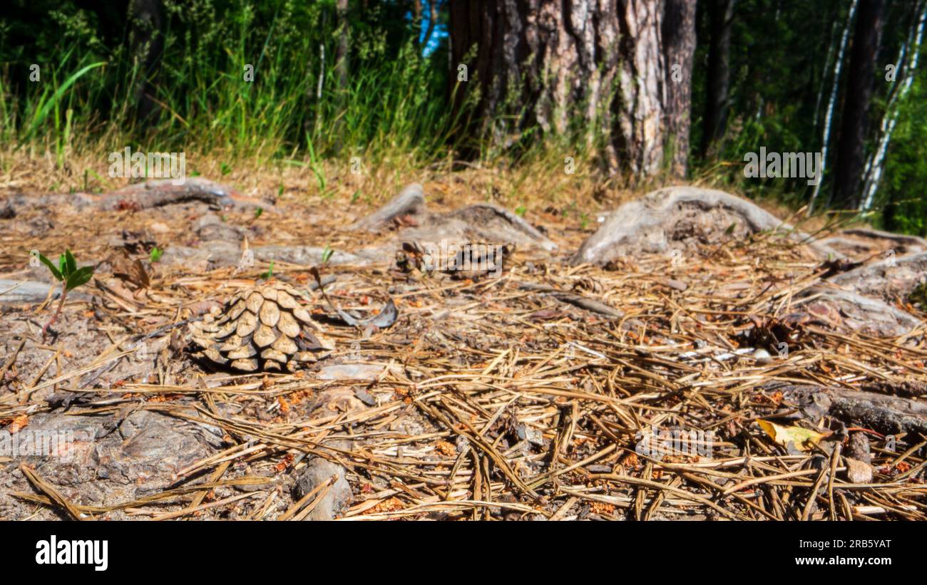 Close-up roots of pine in forest. Low point of view in nature landscape ...