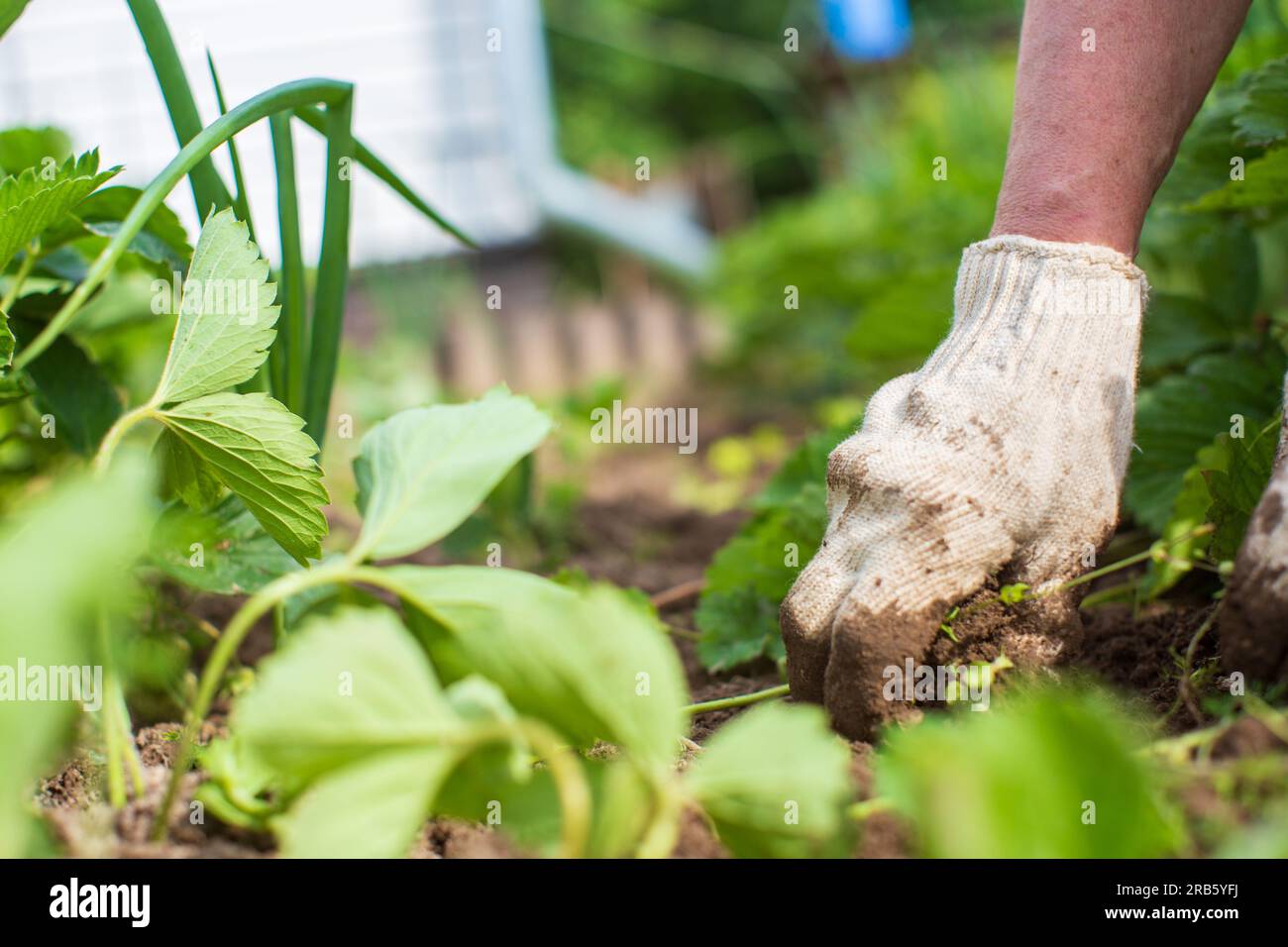 The farmer takes care of the plants in the vegetable garden on the farm ...