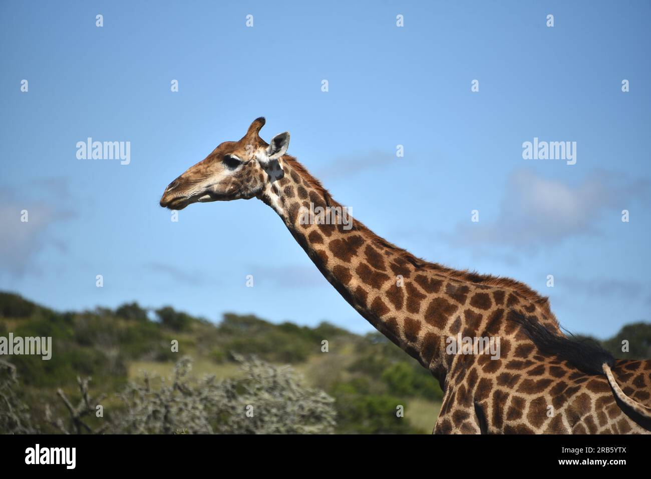 Large format close up of the head and neck of a wild Giraffe in the ...