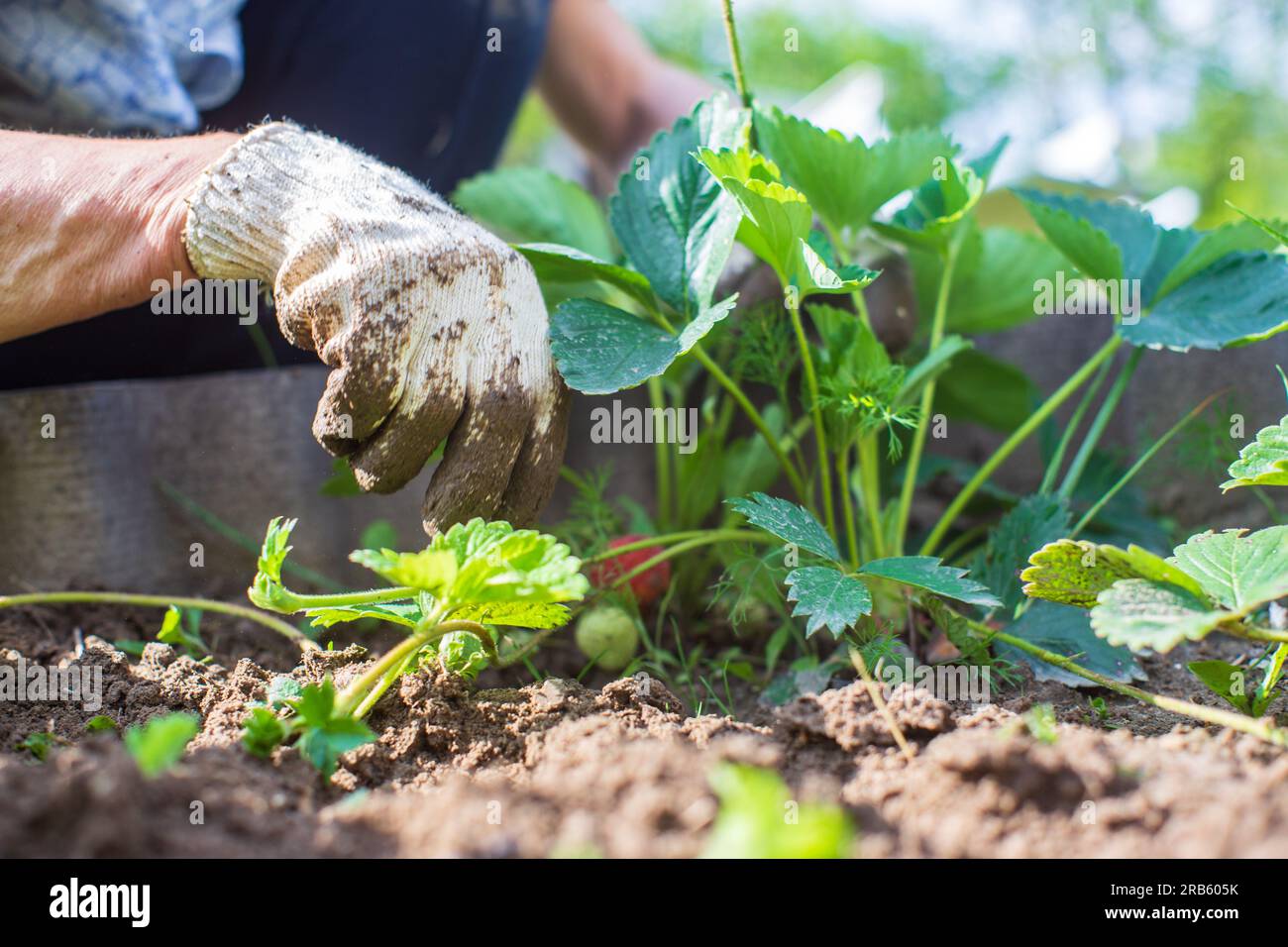 The farmer takes care of the plants in the vegetable garden on the farm ...