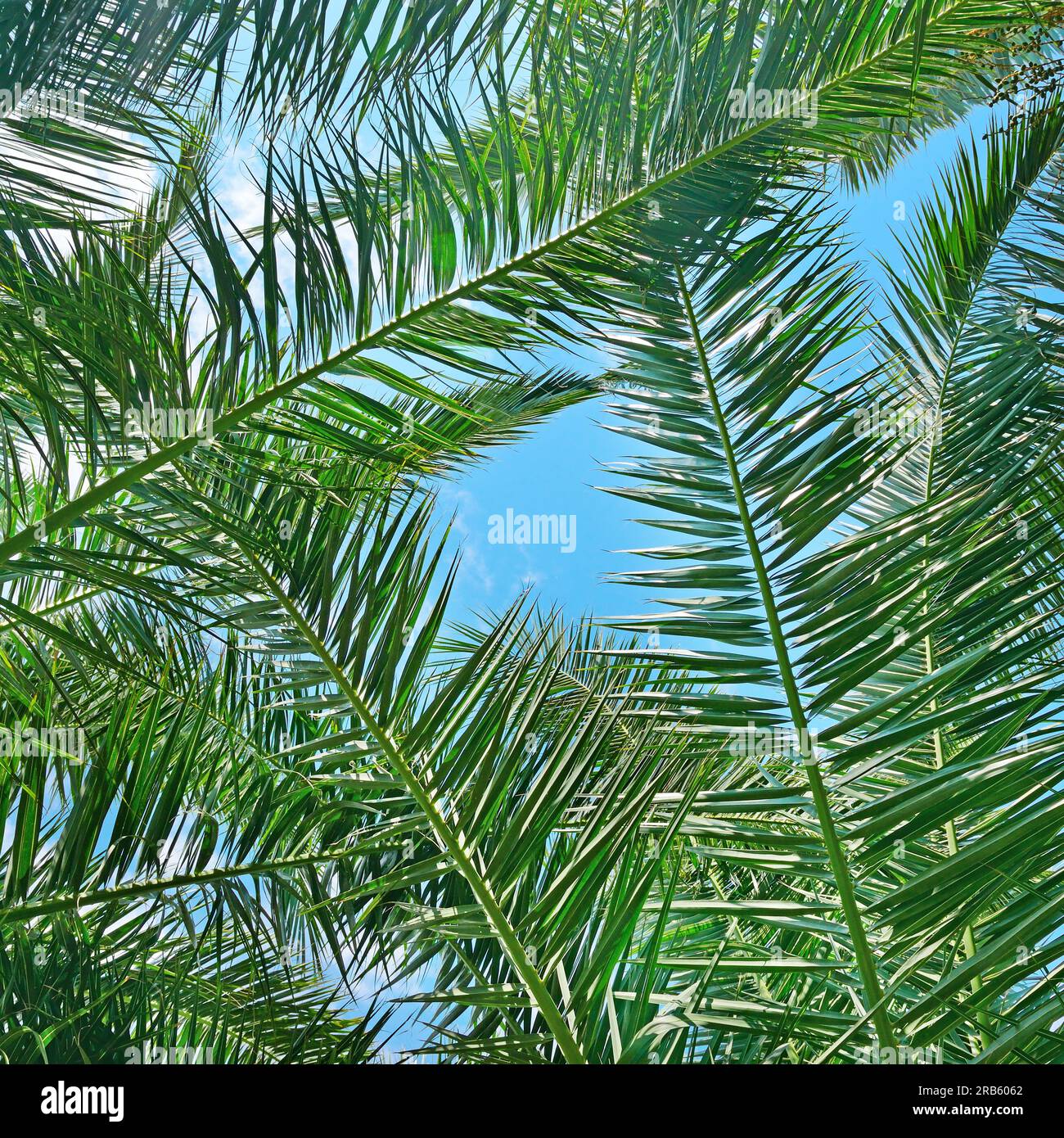 Branches of a coconut tree on background sky Stock Photo - Alamy