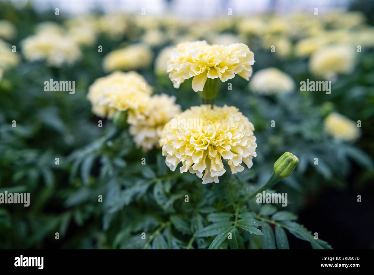 Light yellow velvety flowers in the summer season Stock Photo - Alamy