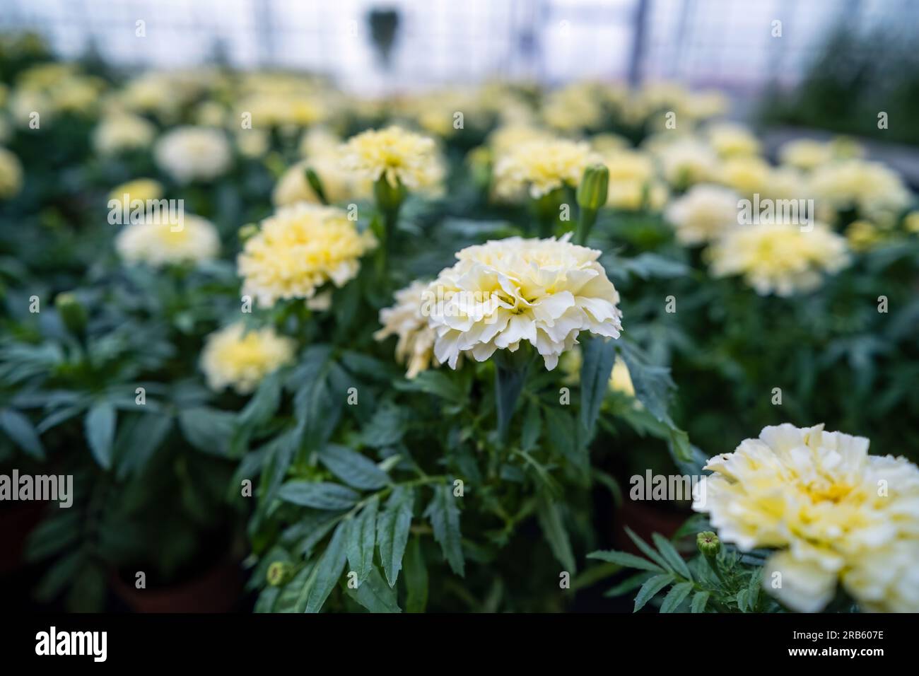 Light yellow velvety flowers in the summer season Stock Photo - Alamy