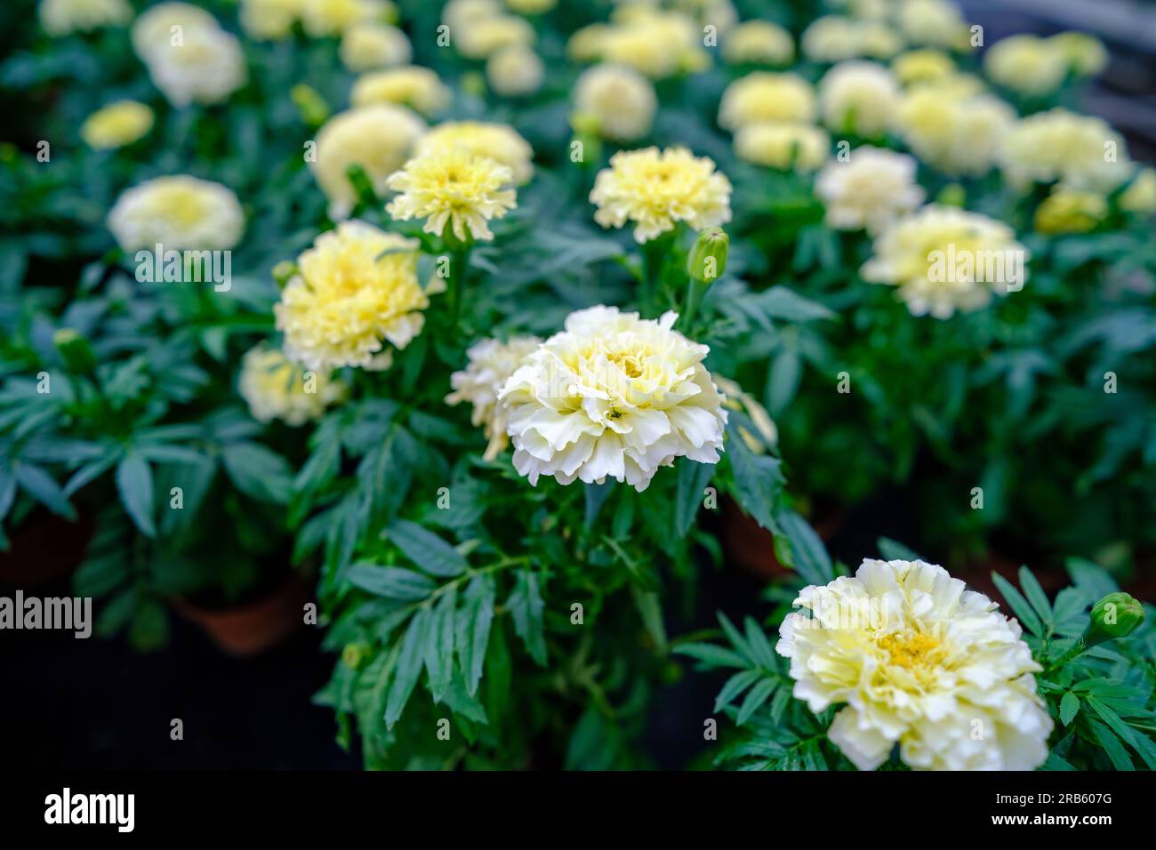 Light yellow velvety flowers in the summer season Stock Photo - Alamy