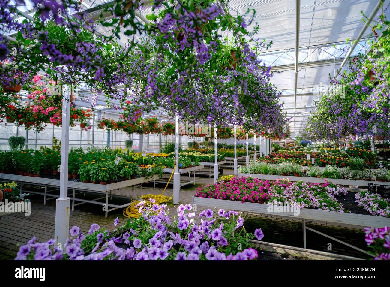 Large glass greenhouse with flowers. Growing flowers in greenhouses ...