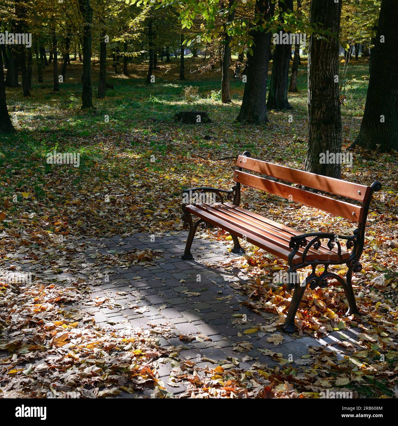 wooden bench in the park in the sunlight Stock Photo - Alamy
