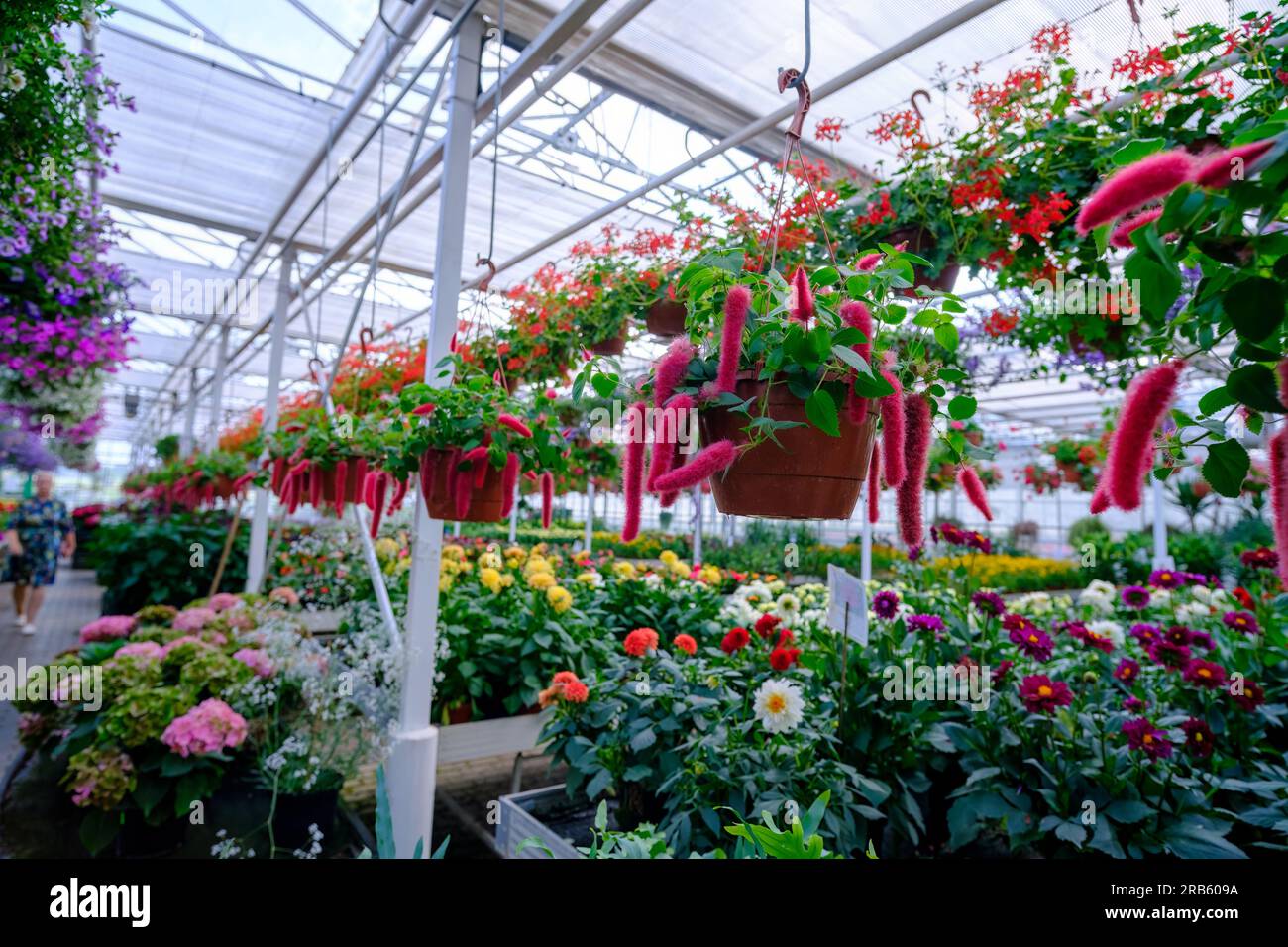 Large glass greenhouse with flowers. Growing flowers in greenhouses ...