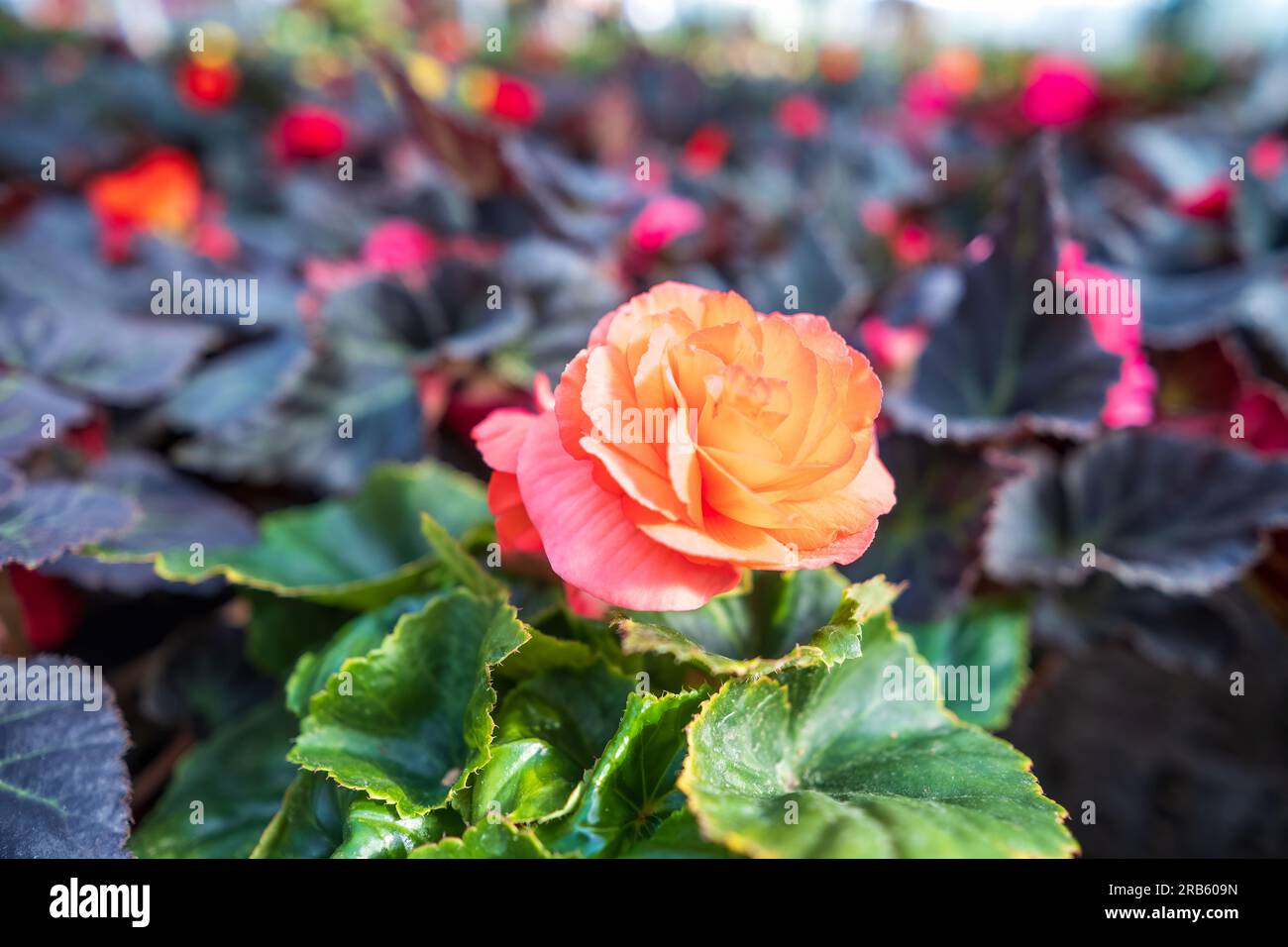 Close-up of a pink begonia flower photographed in natural light. A lot ...