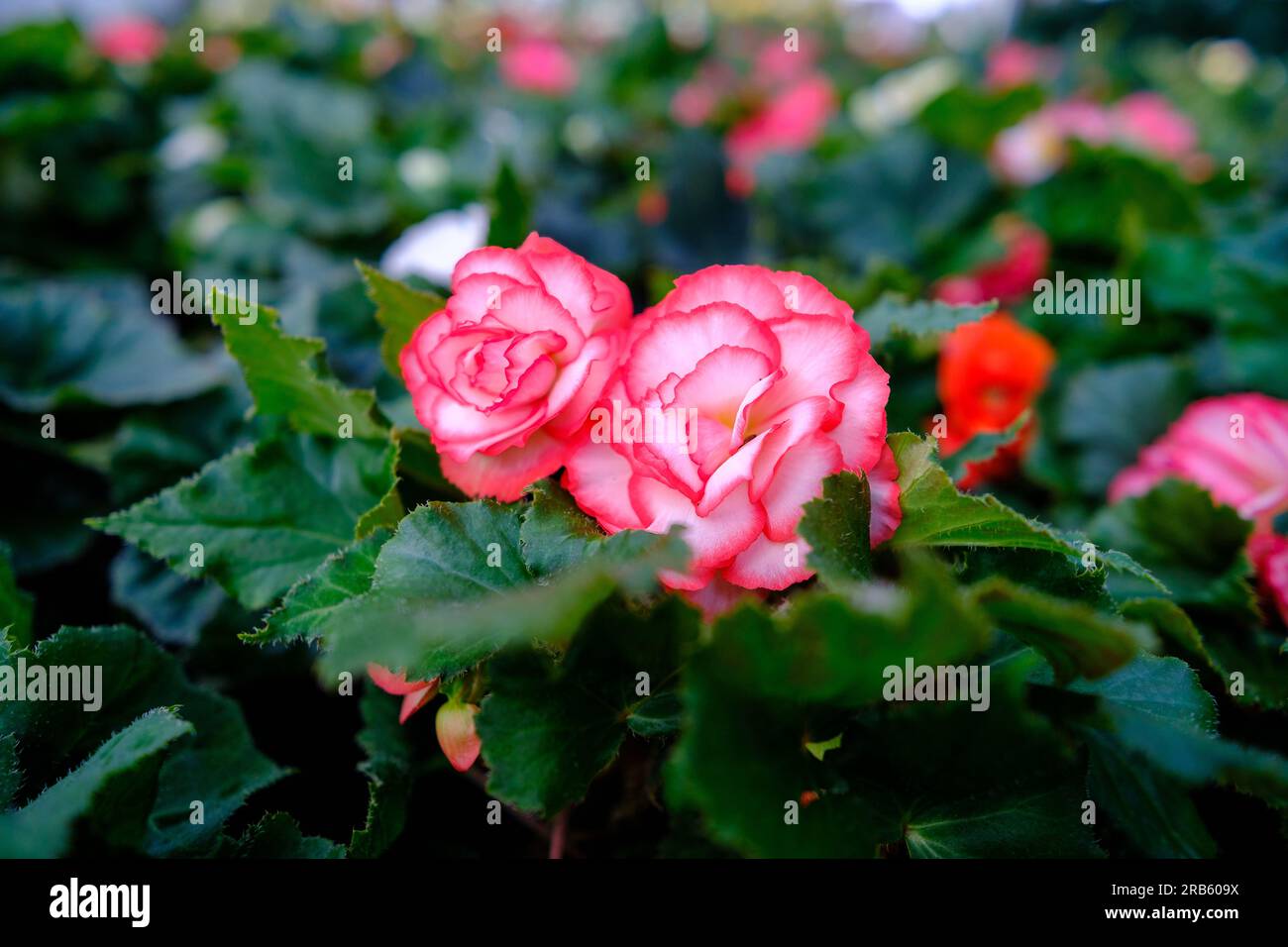 Close-up of a pink begonia flower photographed in natural light. A lot ...